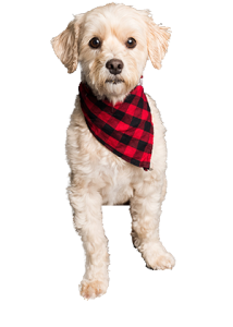 Pomeranian Facts, Breed Information, and Puppy Costs | The Dog Broker