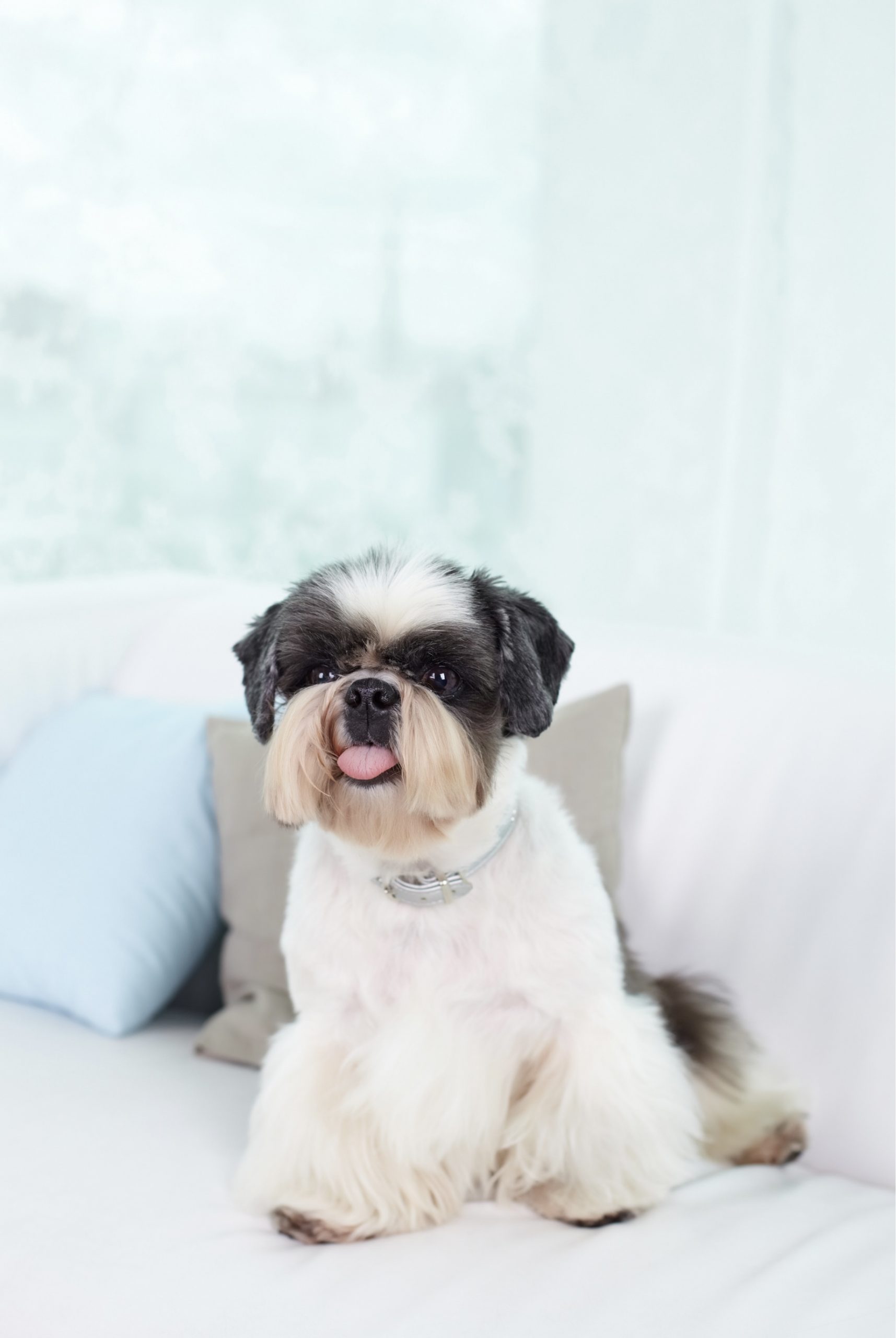 The Dog Broker | Bespoke Pet Services in South Africa