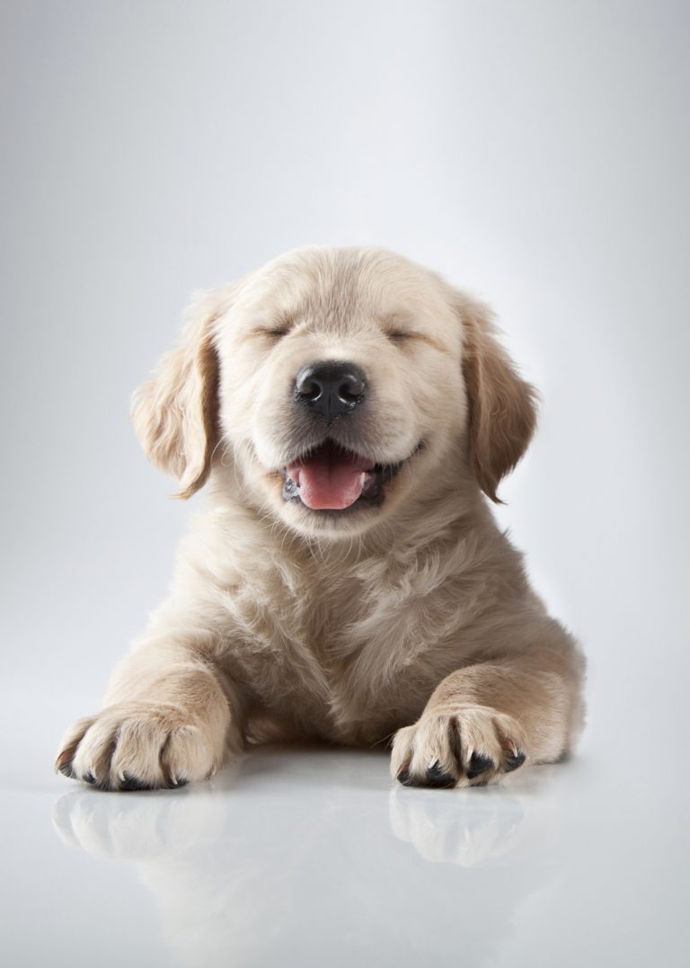 Home - The Dog Broker