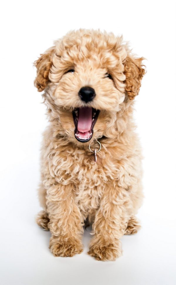 The Dog Broker | Bespoke Pet Services in South Africa
