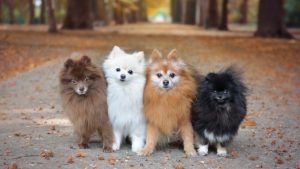 Pomeranian Facts, Breed Information, and Puppy Costs | The Dog Broker