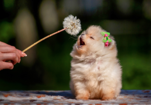 Pomeranian Facts, Breed Information, and Puppy Costs | The Dog Broker