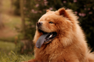 Chow Chow Facts, Breed Information, and Puppy Costs | The Dog Broker