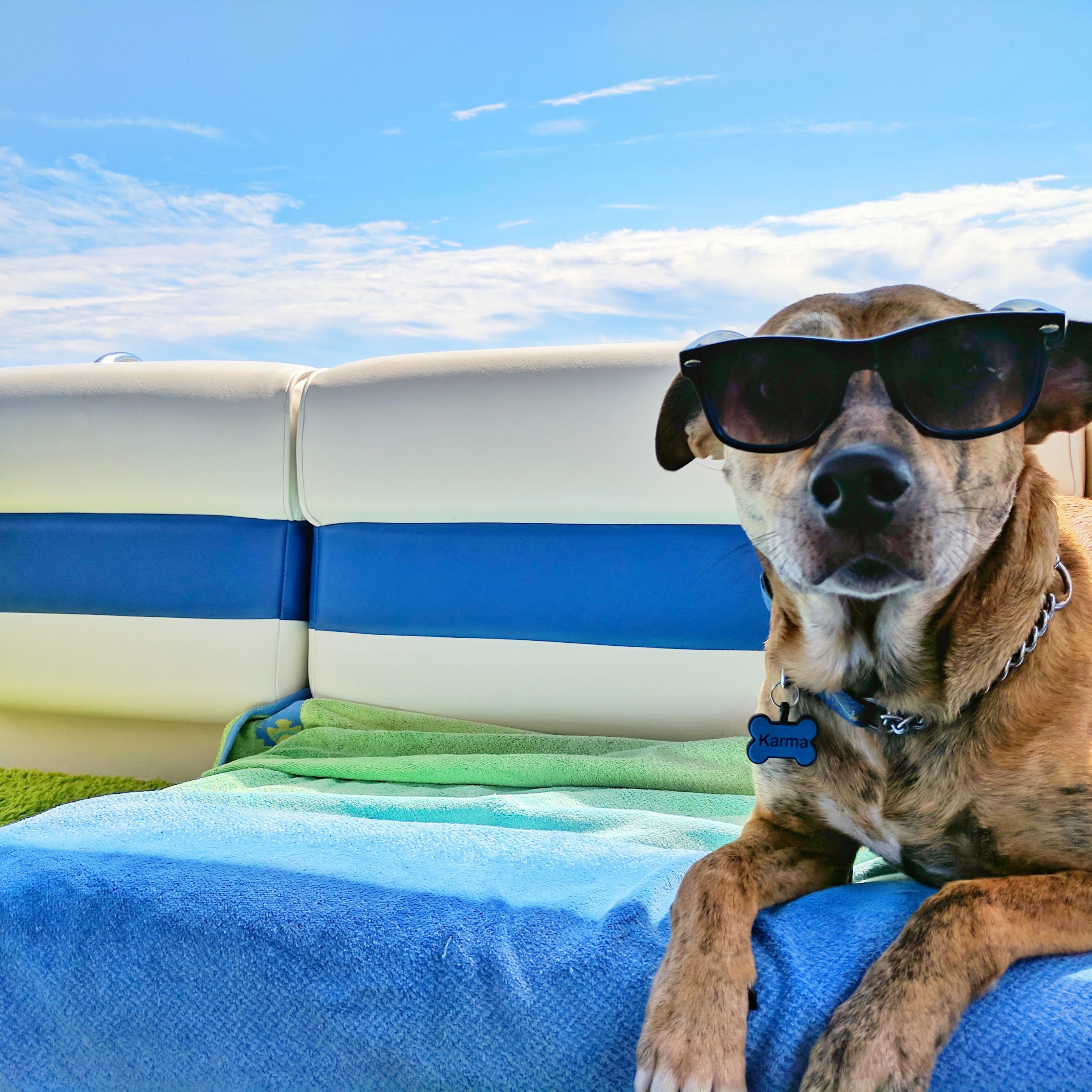 Keeping your dogs safe in summer - The Dog Broker